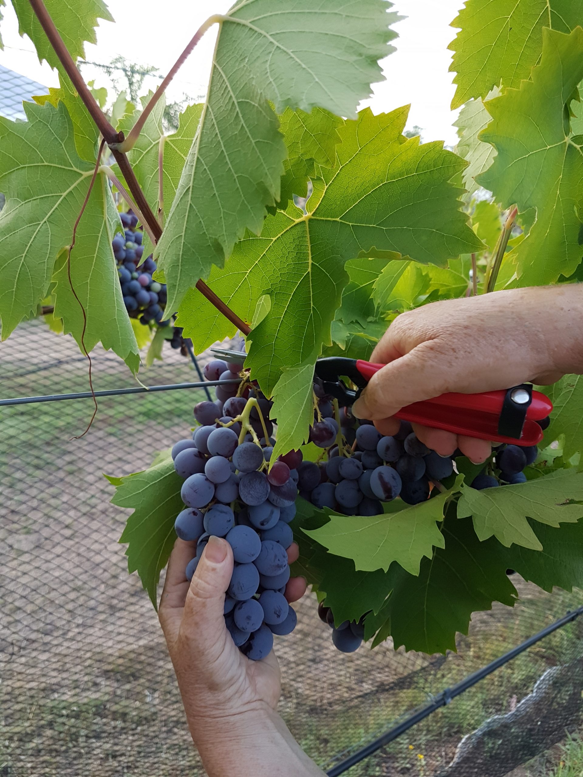 Bellevue Homestead & Vineyard* – Bed & Breakfast, Historical Tours ...